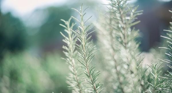 Why You Should Take Turmeric With Vitamin C & D | Metagenics UK